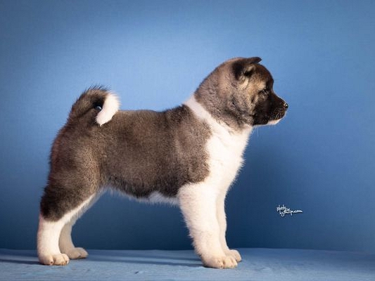 Americka akita