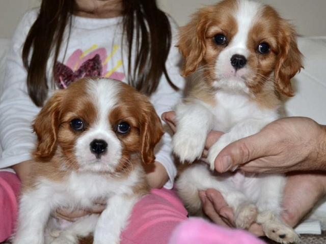 CAVALIER KING CHARLES spaniel štenci
