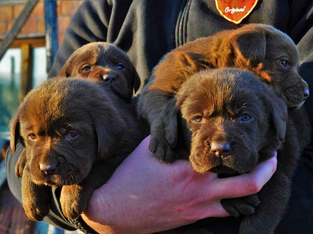 U ponudi štenci LABRADOR RETRIVERA Imamo leglo Labradora, 9 muških štenaca (4 braon i 5 crnih) od izuzetno lepih, čistokrvnih i zdravih roditelja, ostenjeni 20.11.2022. Otvorene su rezervacije Za ...