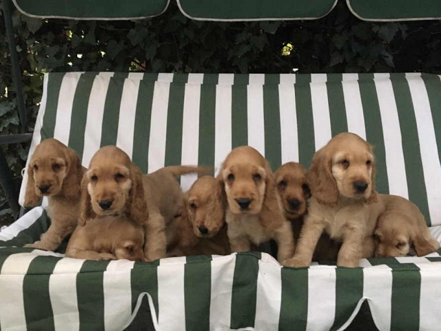 KOKER SPANIEL, stenad zlatne boje, vrhunskog porekla