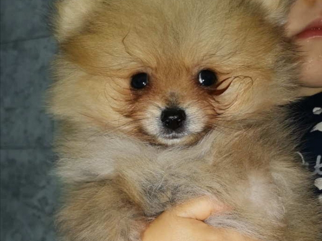 Pomeranac BOO