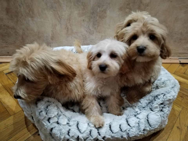 Na prodaju stenci MALTIPOO, starosti tri ipo meseca,