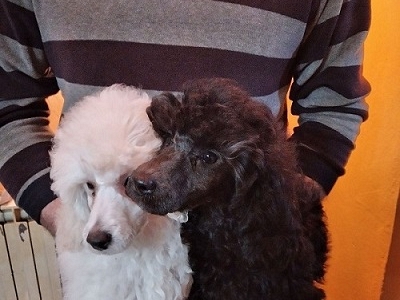 Prelepe pudle u ponudi