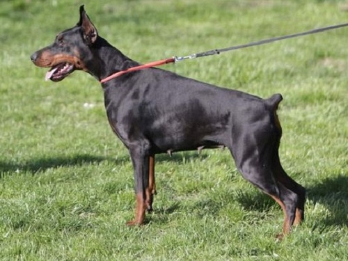 DOBERMAN ŠTENAD