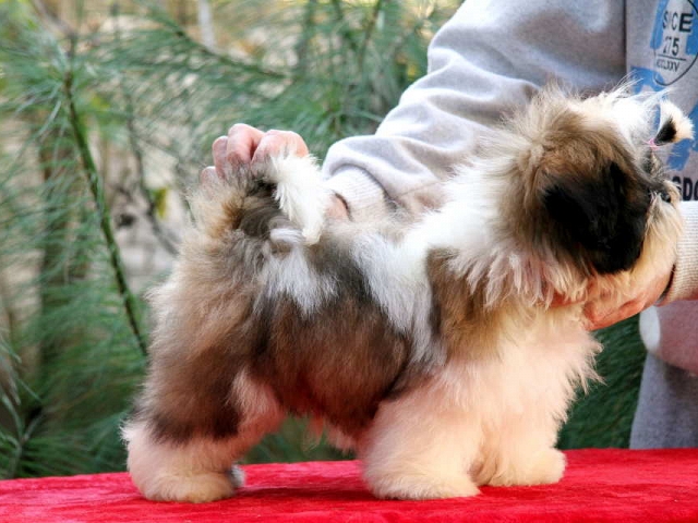SHIH TZU kvalitetni stenci