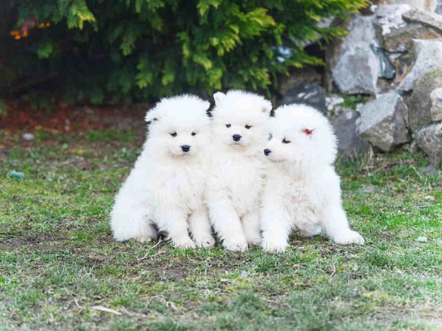 U ponudi štenci SAMOJEDA izuzetnog porekla