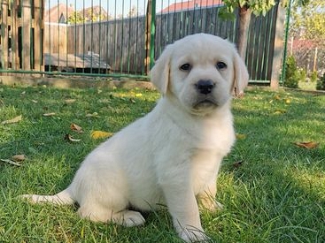 Labrador Retriver štenci