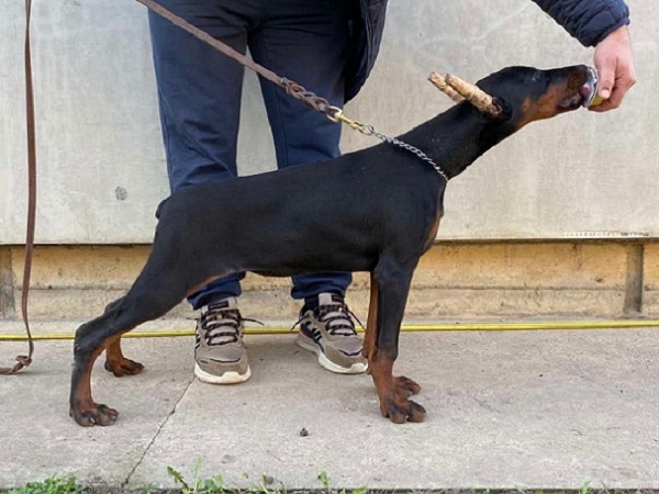 Doberman štenci