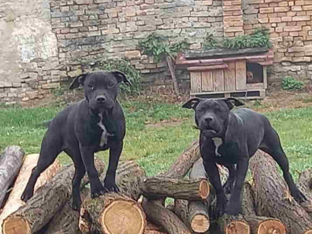 PIT BULL - na prodaju stari 5 meseca. U ponudi 2 ženke i 2 mužijaka. Za ostale informacije pozvati na: Tel/Viber: +381(0)638205739 Milan Lalić, Dolovo/Pančevo/Srbija
