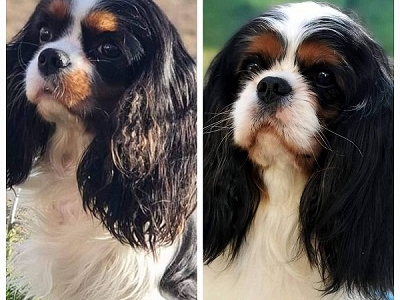 Cavalier king Charles spaniel štenad