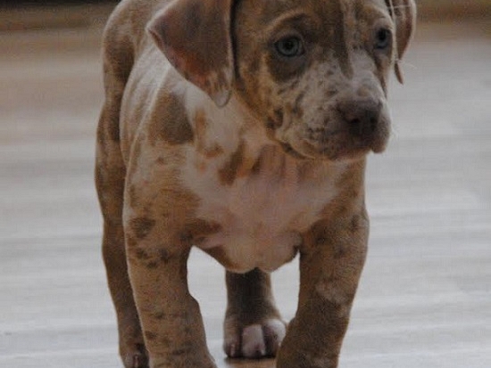 American bully xl