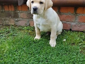 Top leglo labrador retrivera