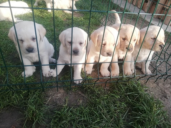 Labrador retriver stenci