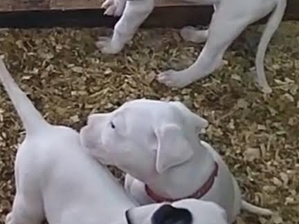 Dogo Argentino - POVOLJNO