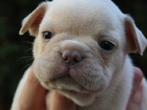 Egzotični francuski buldog