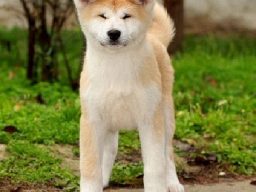 Akita Inu
