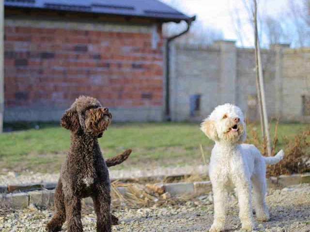 Prodajem dve zenke LAGOTTO ROMAGNOLO