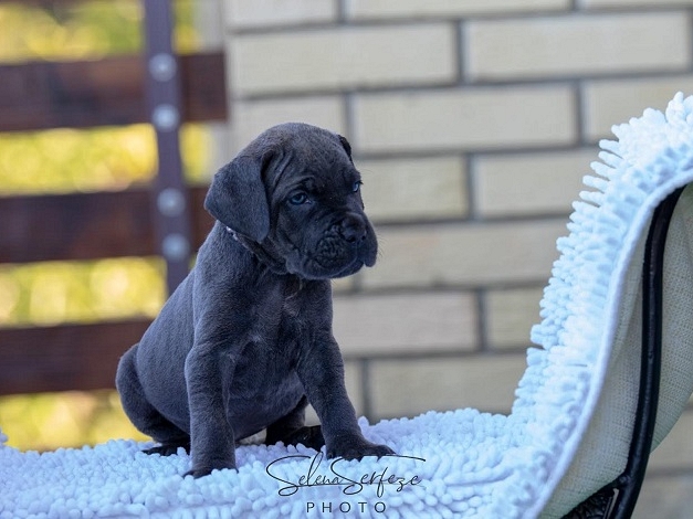 Cane corso