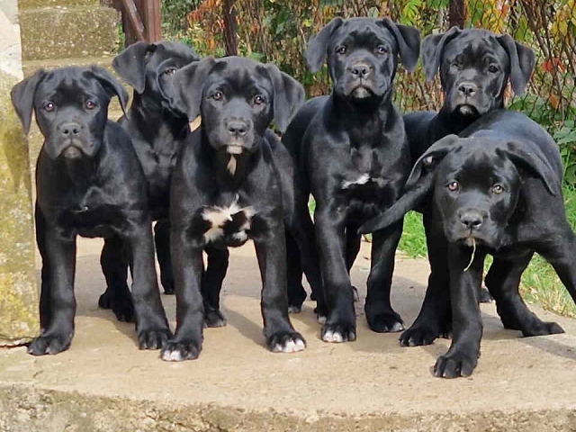 Prodajem stence CANE CORSO, od lepih i zdravih roditelja