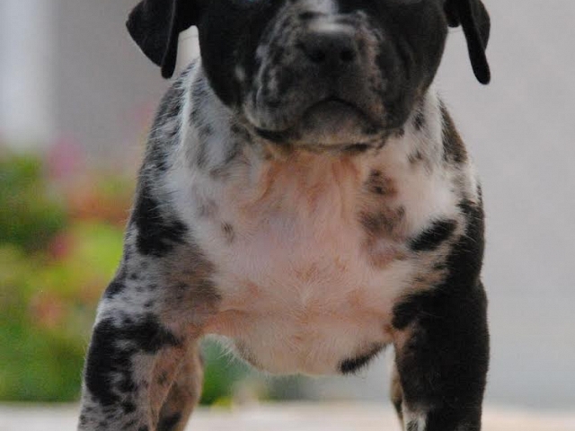 American bully xl