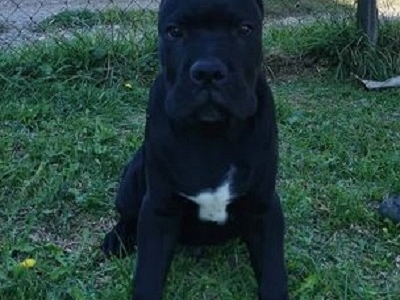 Cane Corso štenci