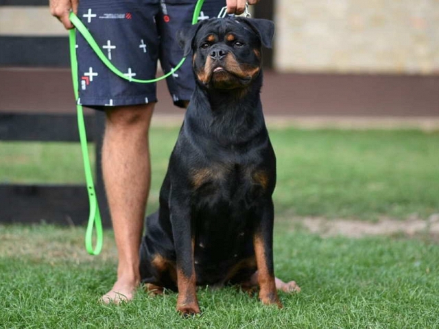 Poklanjam zenku ROTVAJLERA i dva muska steneta