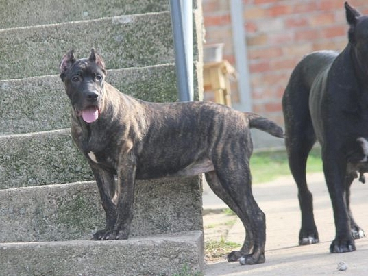Cane corso štenci
