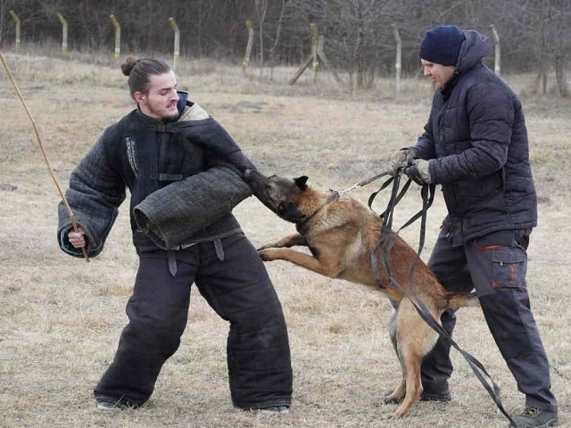 Belgijski OVČAR MALINOA - dresiran muzjak