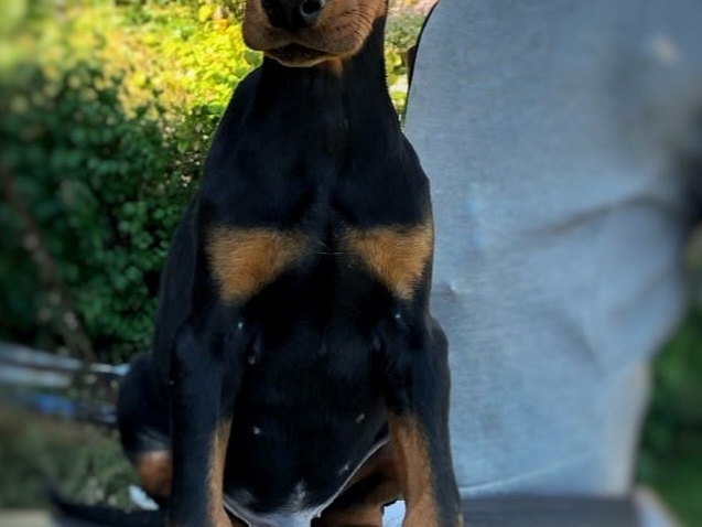 Štenci Dobermana