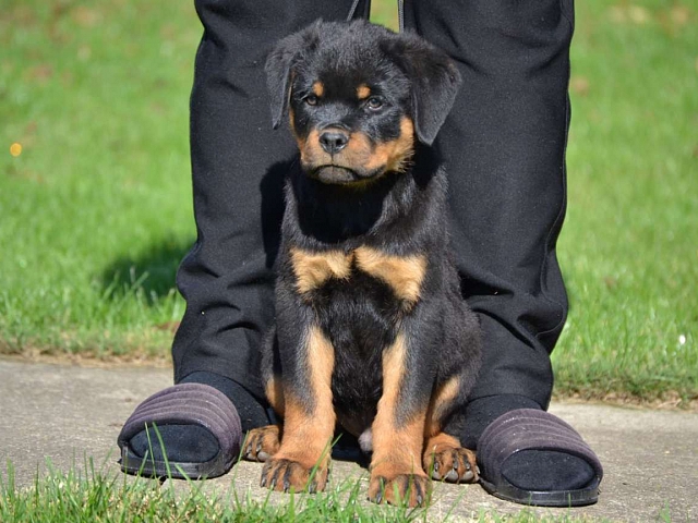 Na prodaju stenci rotvajlera