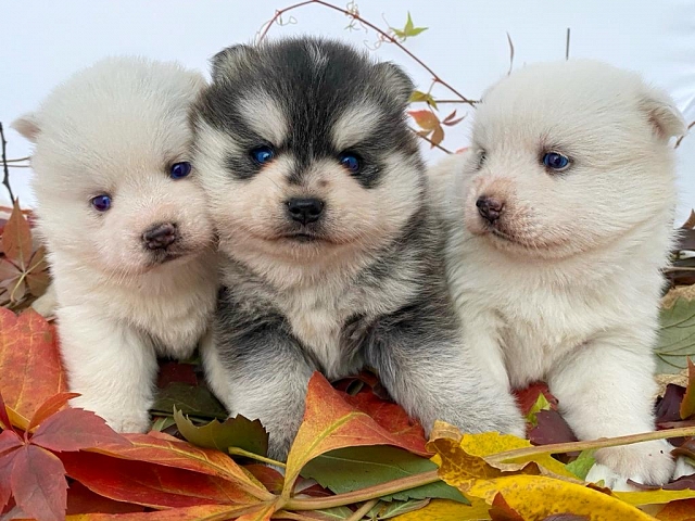 Pomsky- pomski plavooki, patuljasti i mini