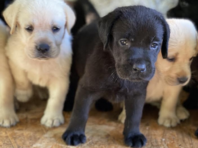 Labrador Retriver VRHUNSKI štenci-DRESIRANI