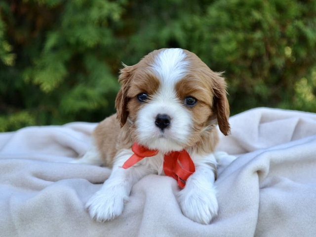 Cavalier king Charles spaniel štenci