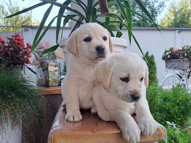 Stenci LABRADORA vrhunskog porekla