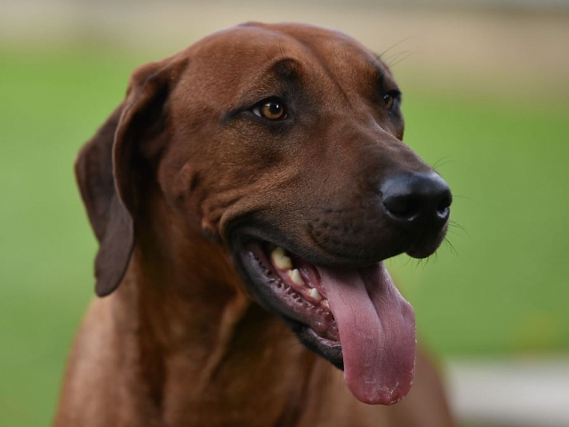 RODEZIJSKI RIDZBEK muzjak i zenka