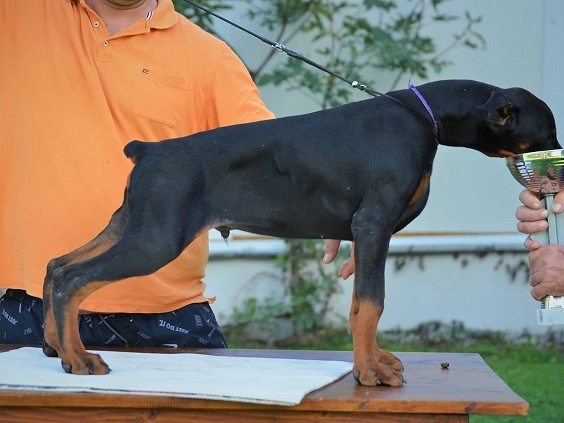 Doberman stenci
