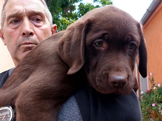 Čokoladni Labrador štenci