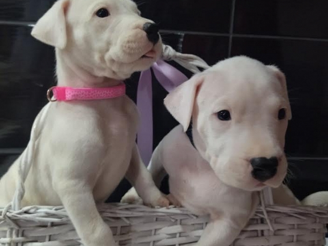Dogo Argentino