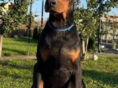 Doberman