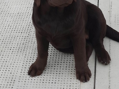 Labrador Retriver ženke