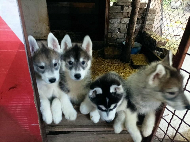 Prodajem štence SIBIRSKOG HASKIJA
