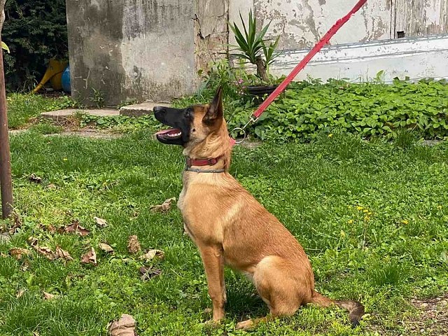 Malinoa-belgijski ovčar vrhunskog porekla, nemogućnost čuvanja