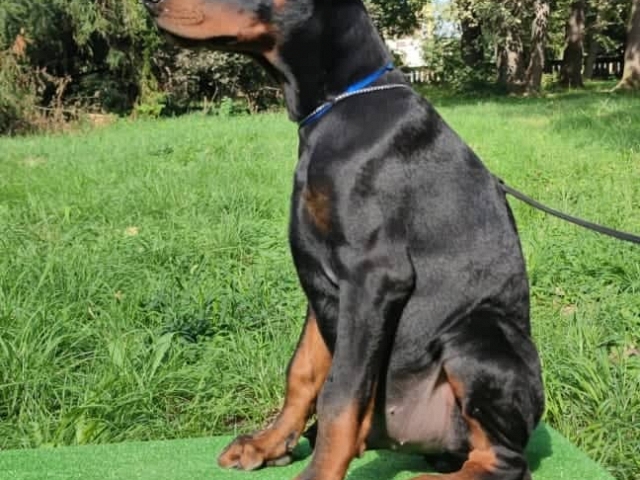 Doberman štenci crni