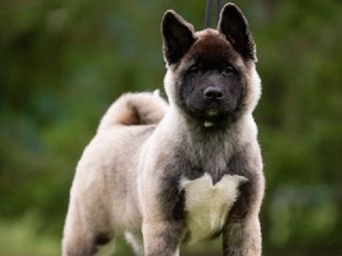 Americka Akita