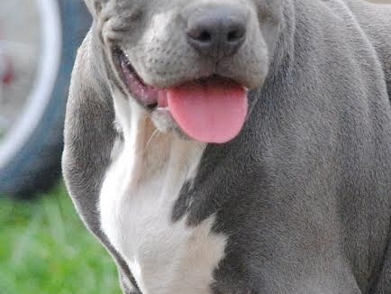 American bully xxl