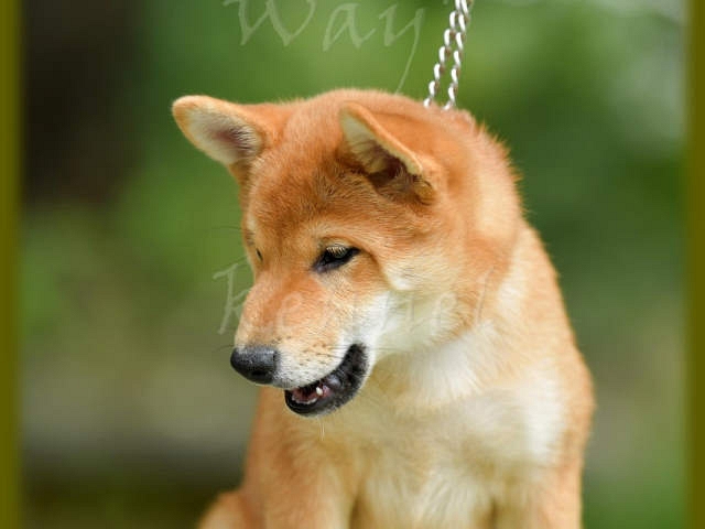 SHIBA INU vrhunsko musko stene