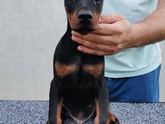 Doberman