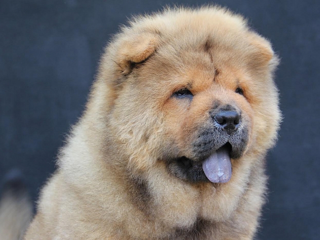Chow chow