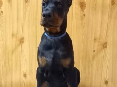 Doberman stenad