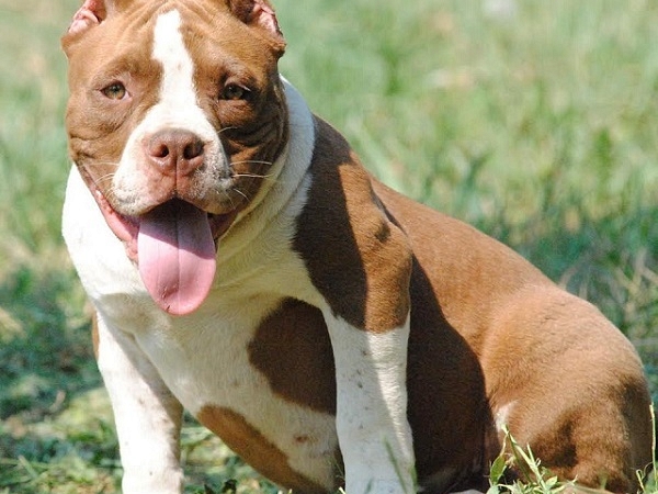 American bully pocket micro